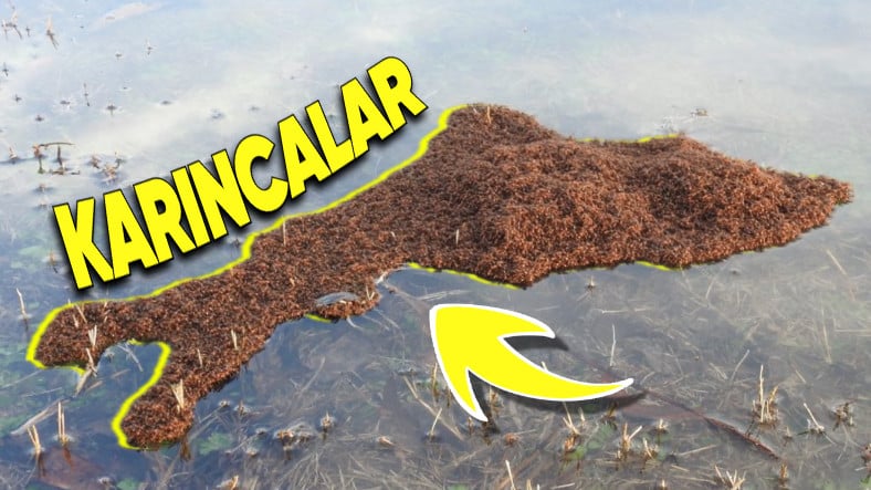 Karıncalar Neden Boğulamaz? İki Hafta Boyunca Suda Yaşayabilen Tipleri Var! - Görsel Gazete
